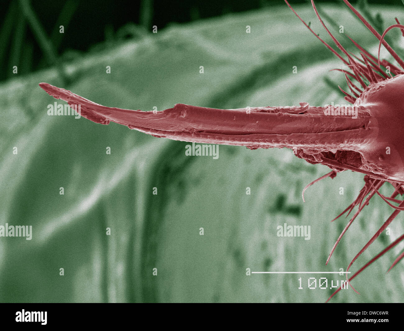 Insect mouthparts hi-res stock photography and images - Alamy