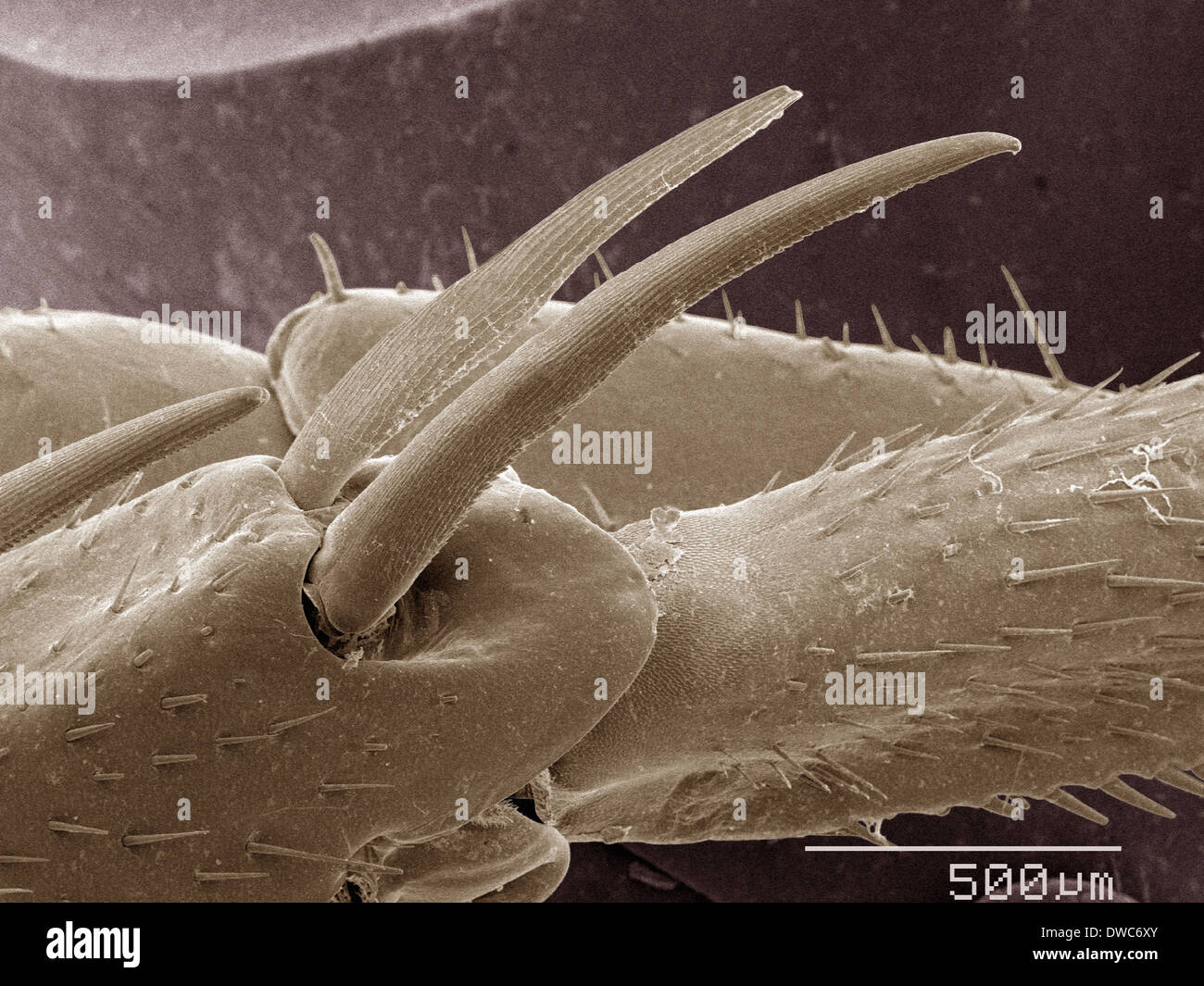 Coloured SEM of American cockroach leg Stock Photo - Alamy