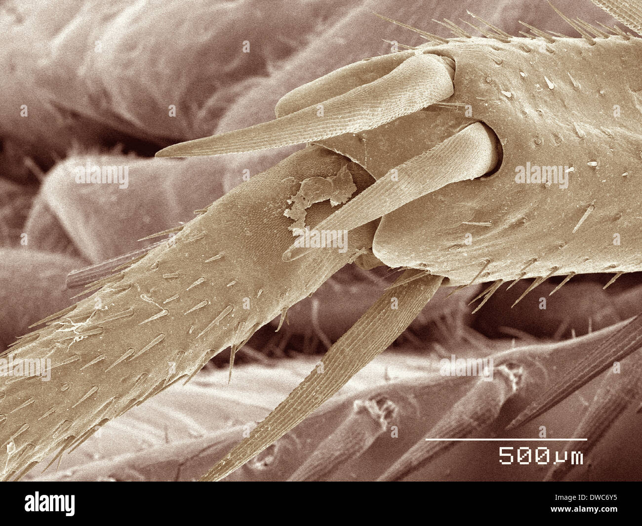 Coloured SEM of American cockroach leg Stock Photo - Alamy