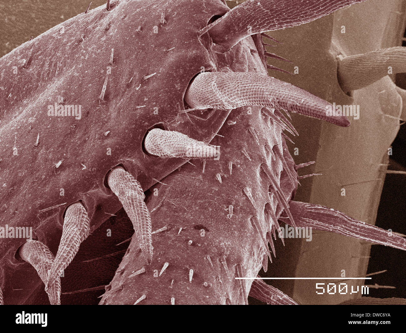 Coloured SEM of American cockroach leg Stock Photo - Alamy