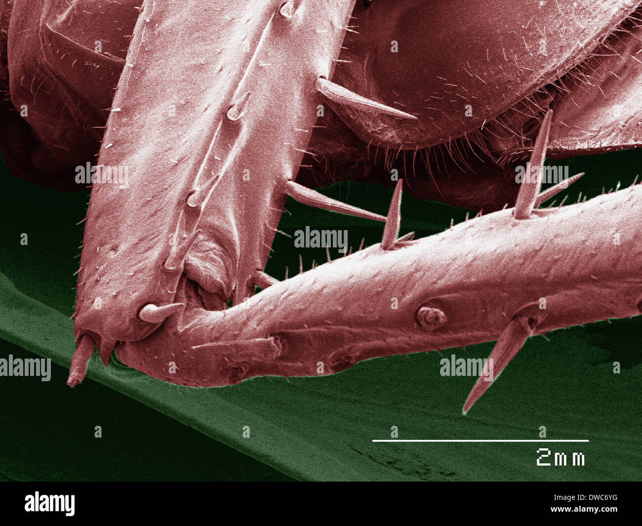 Coloured SEM of American cockroach leg Stock Photo - Alamy