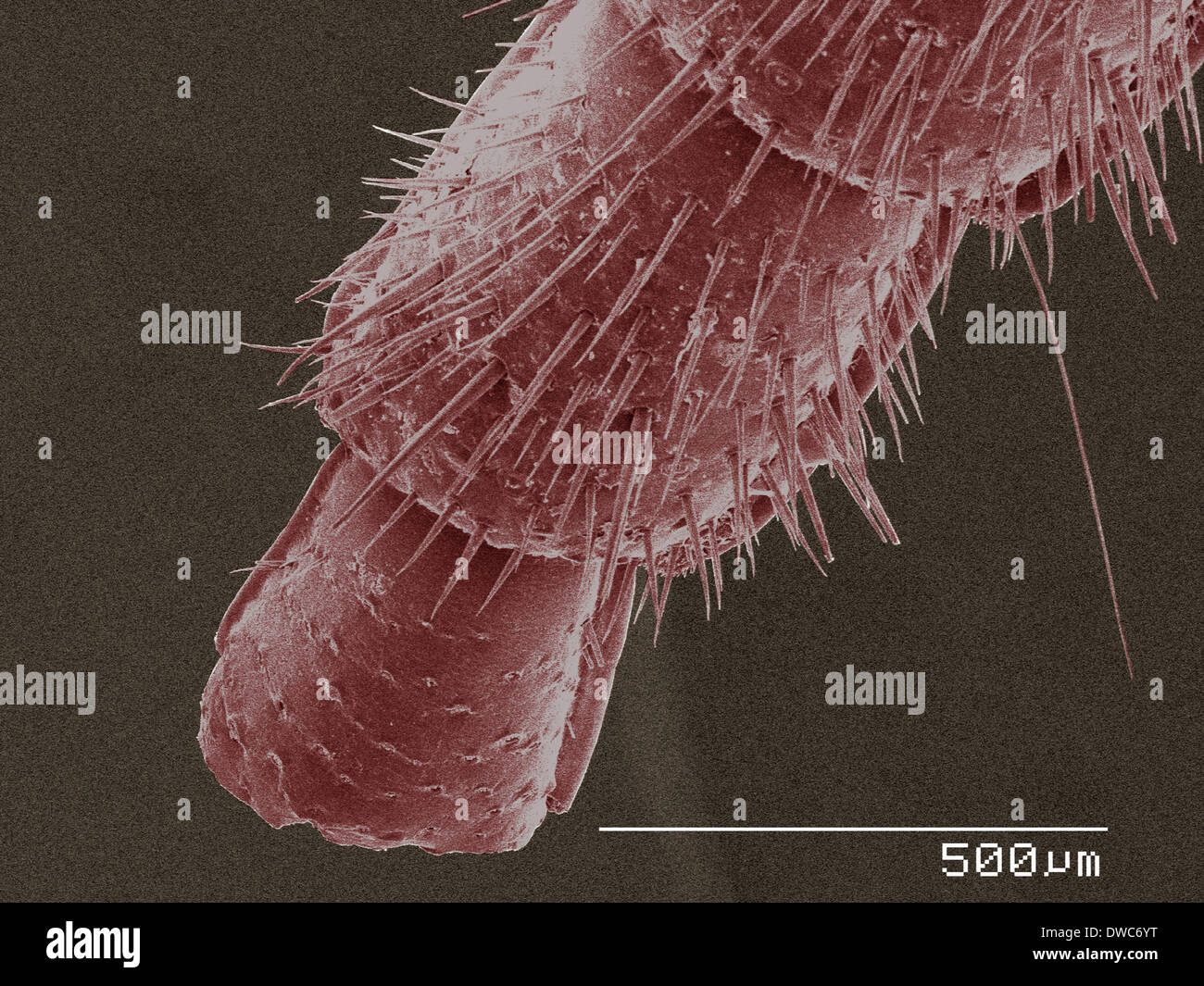 Coloured SEM of American cockroach cercus Stock Photo - Alamy