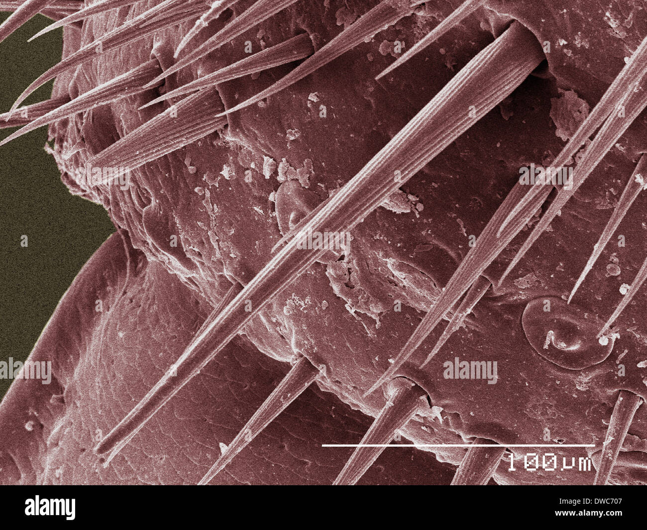 Coloured SEM of American cockroach cercus Stock Photo - Alamy