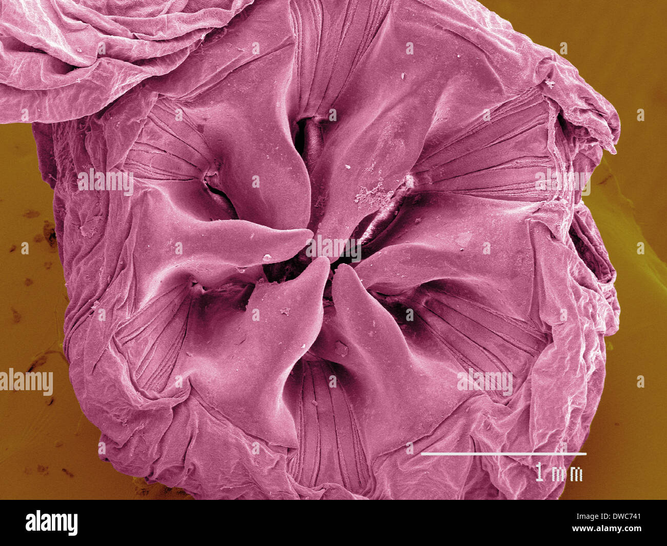 Coloured SEM of American cockroach gut Stock Photo - Alamy
