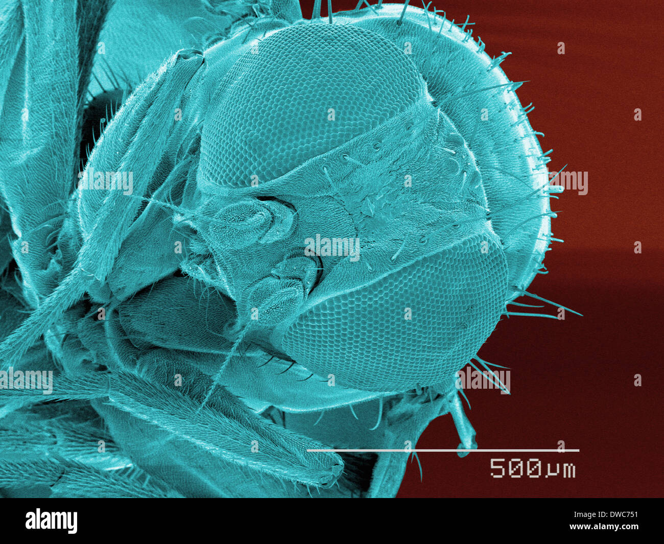 Coloured SEM of leaf miner fly (Agromyzidae) head Stock Photo - Alamy