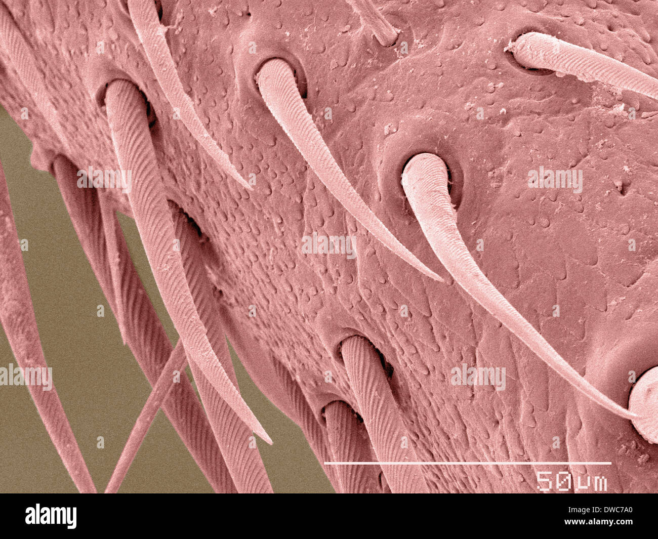 Coloured SEM of house cricket (Acheta domesticus) leg spurs Stock Photo ...