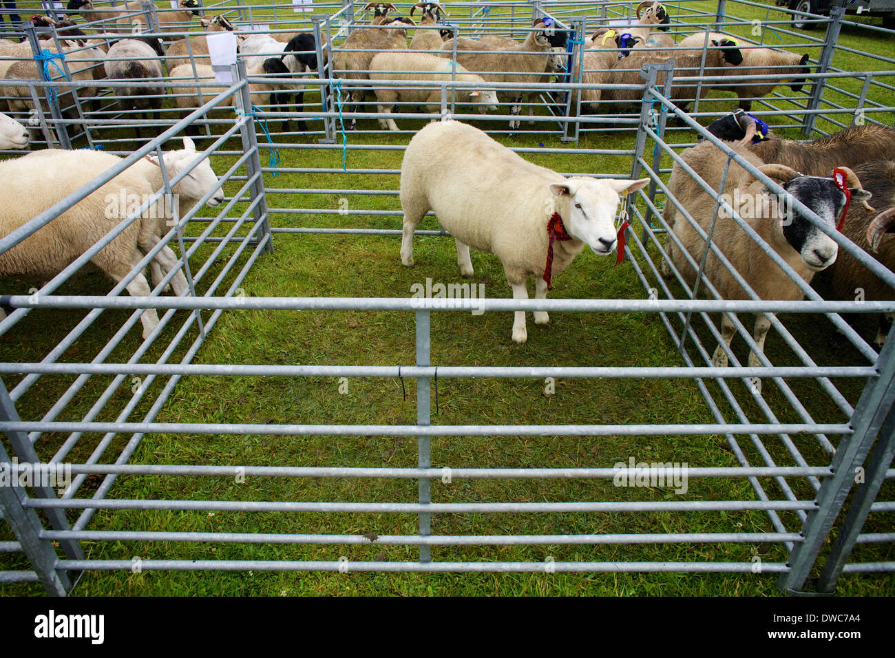 Show sheep hi-res stock photography and images - Alamy