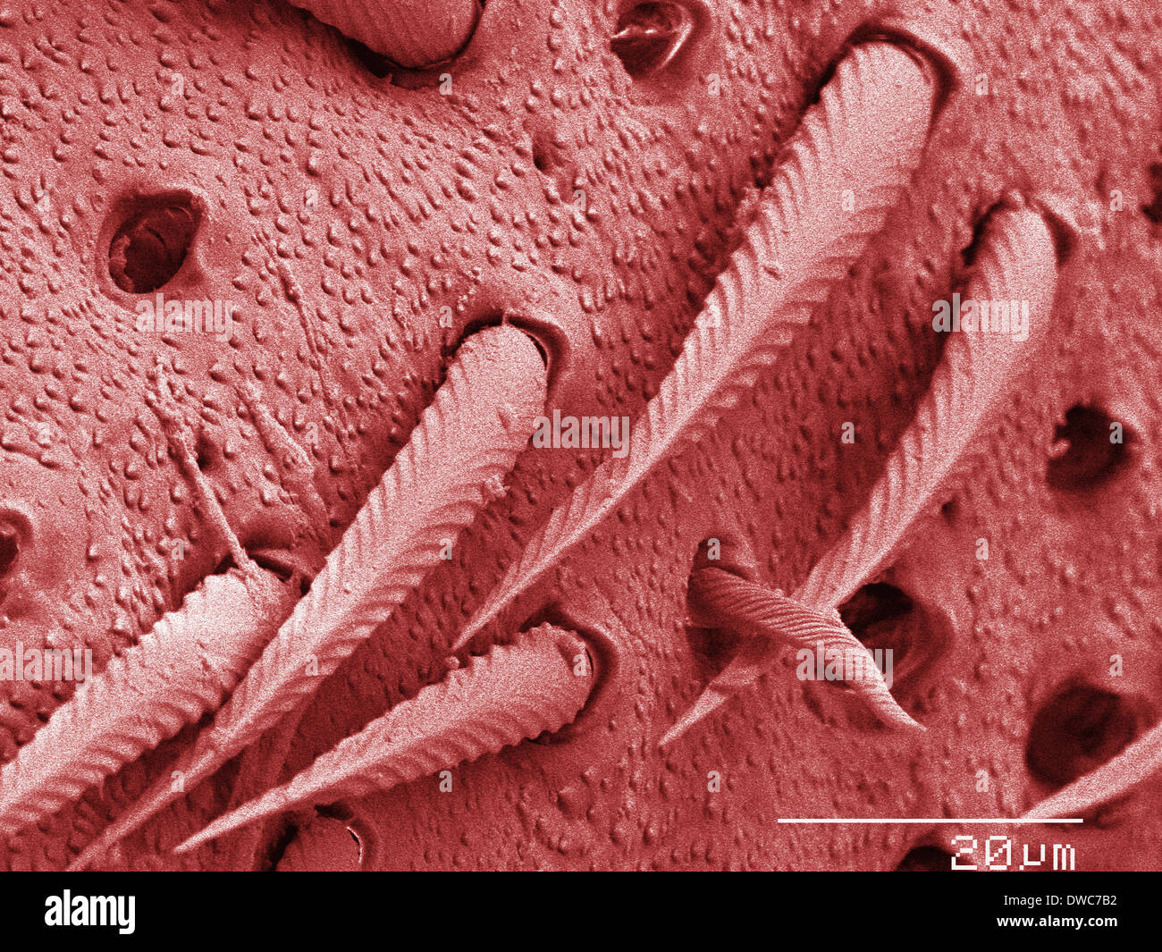 Coloured SEM of house cricket (Acheta domesticus) leg spurs Stock Photo ...