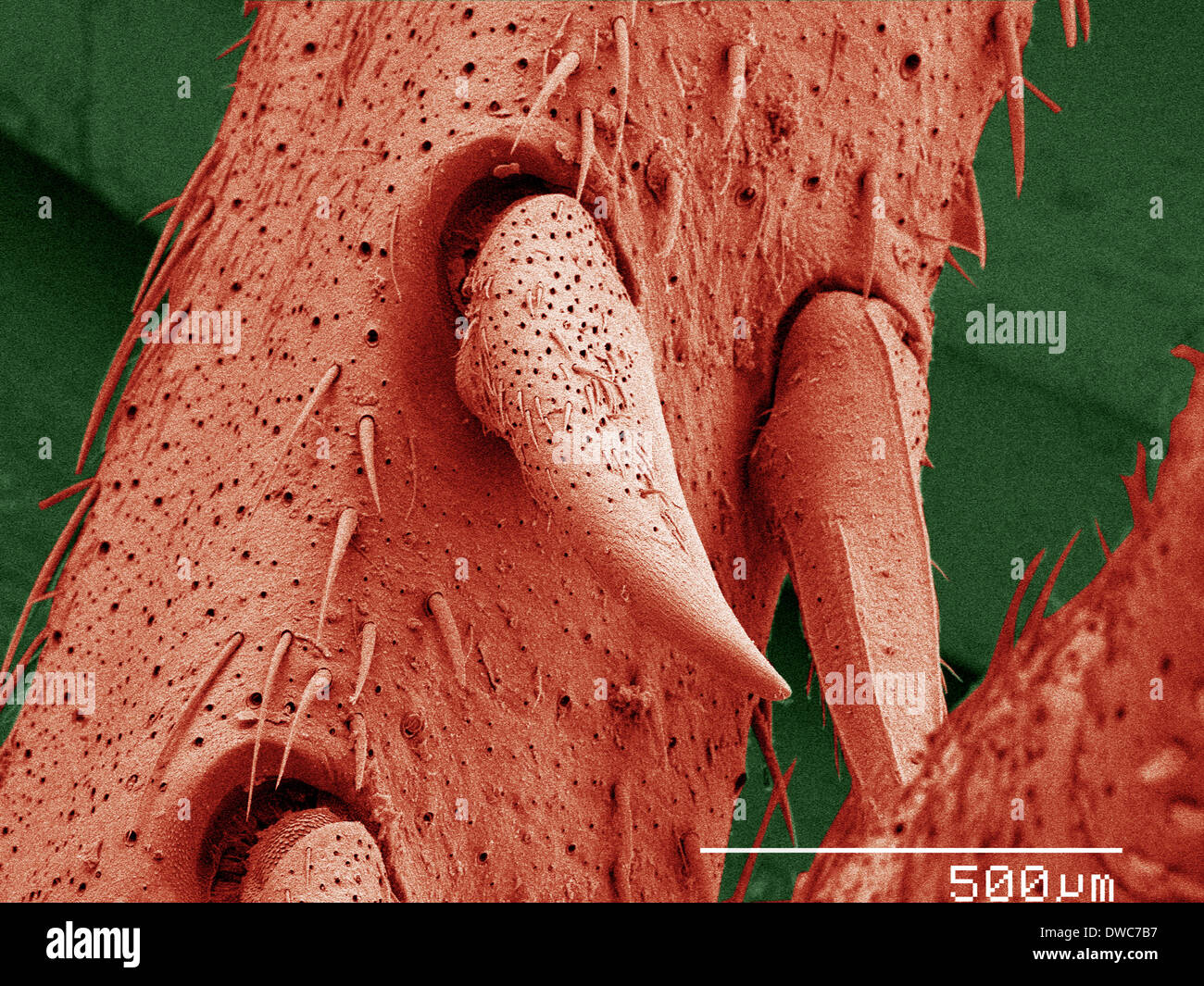 Coloured SEM of house cricket (Acheta domesticus) leg spurs Stock Photo ...