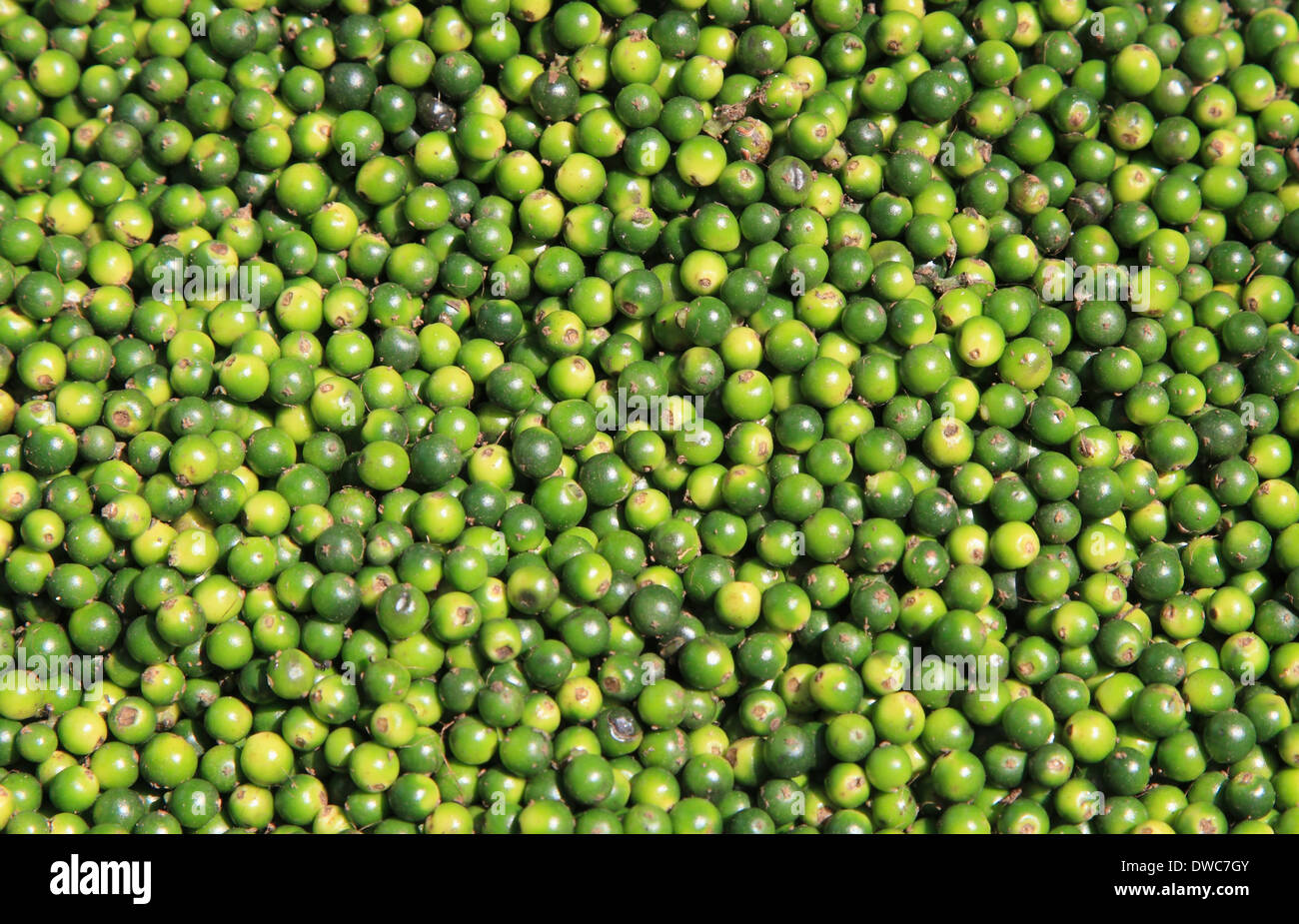 Sri Lanka; Kandy; market, red pepper Stock Photo - Alamy