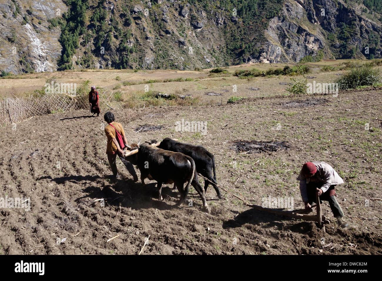 Villages using oxen and hand tools to plow a field in Prok, Nepal Stock ...