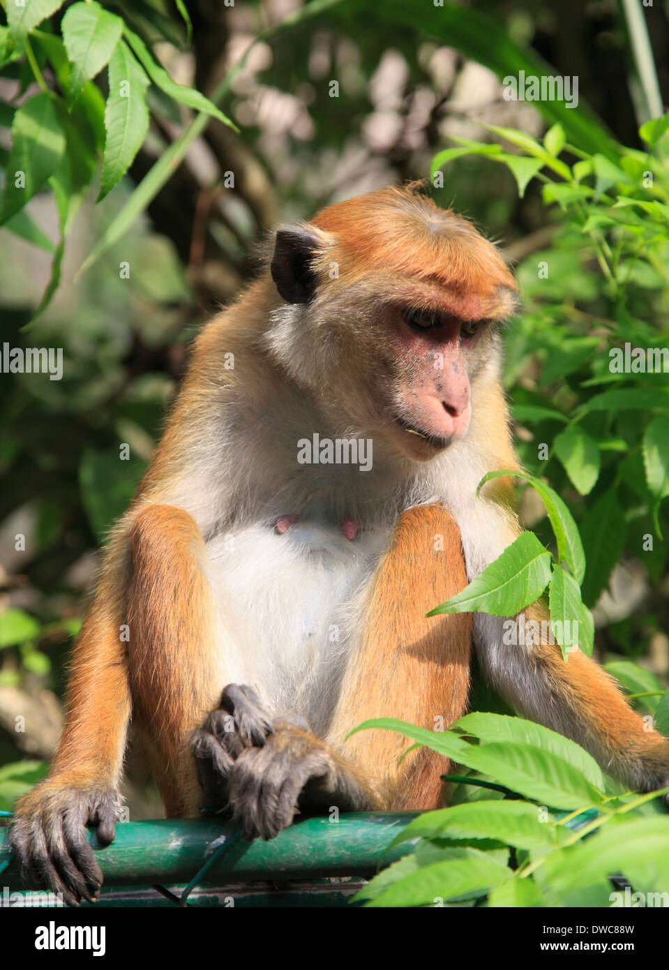 Sri Lanka; Kandy; monkey, toque macaque, macaca sinica Stock Photo - Alamy