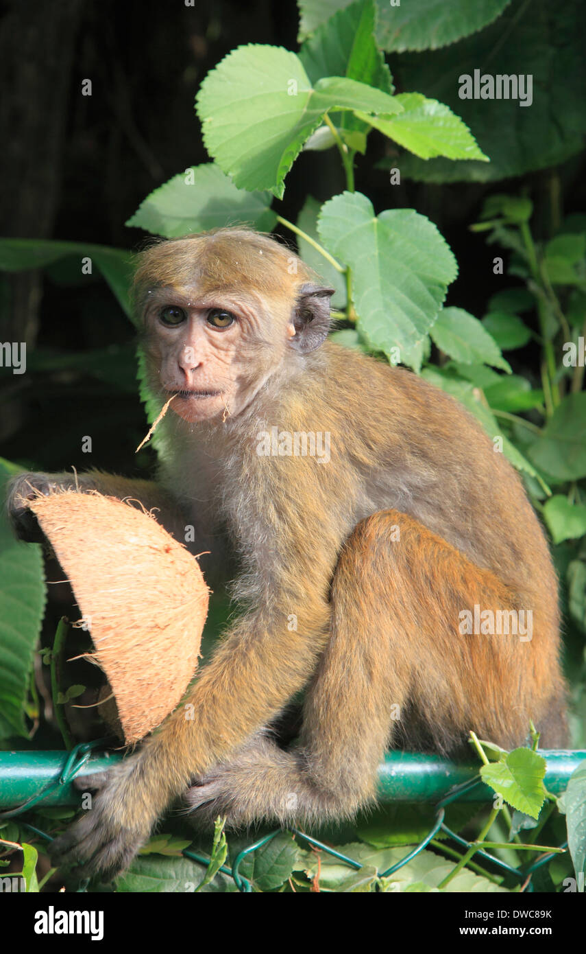Sri lanka macaque hi-res stock photography and images - Alamy
