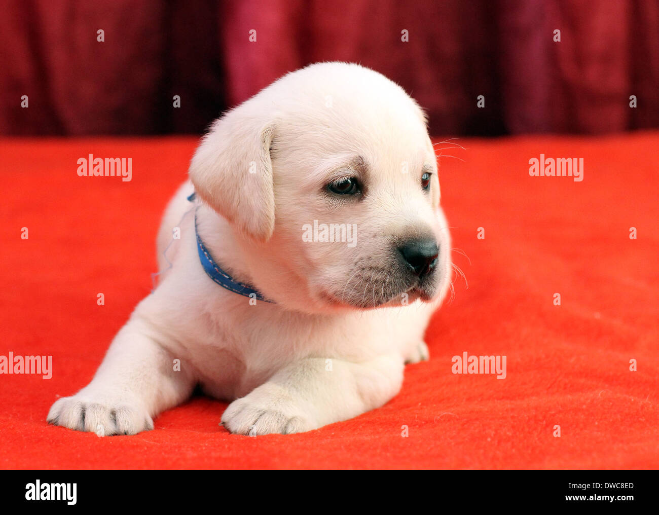 happy yellow labrador puppy laying on red background Stock Photo - Alamy