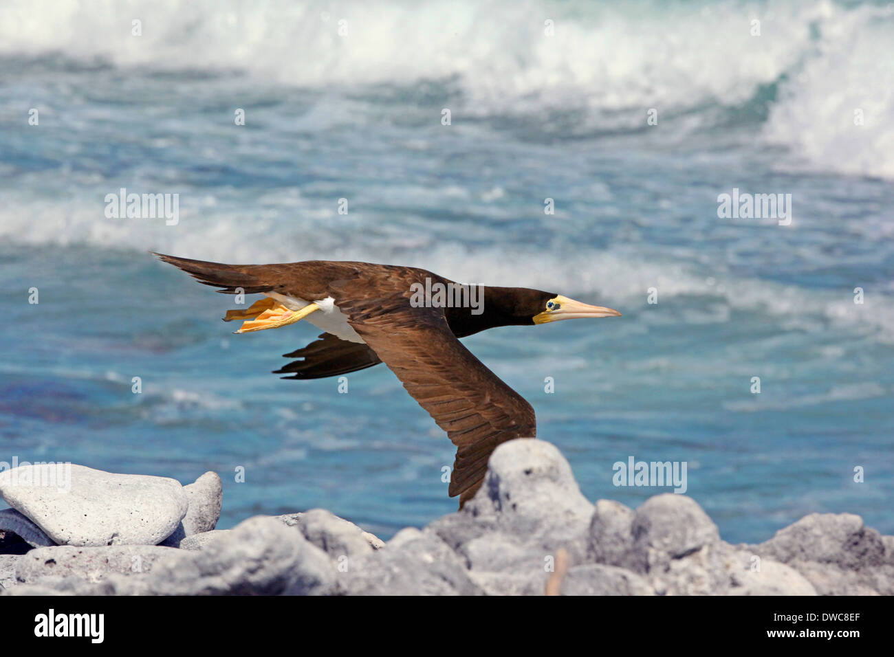 Sula leucogaster hi-res stock photography and images - Alamy