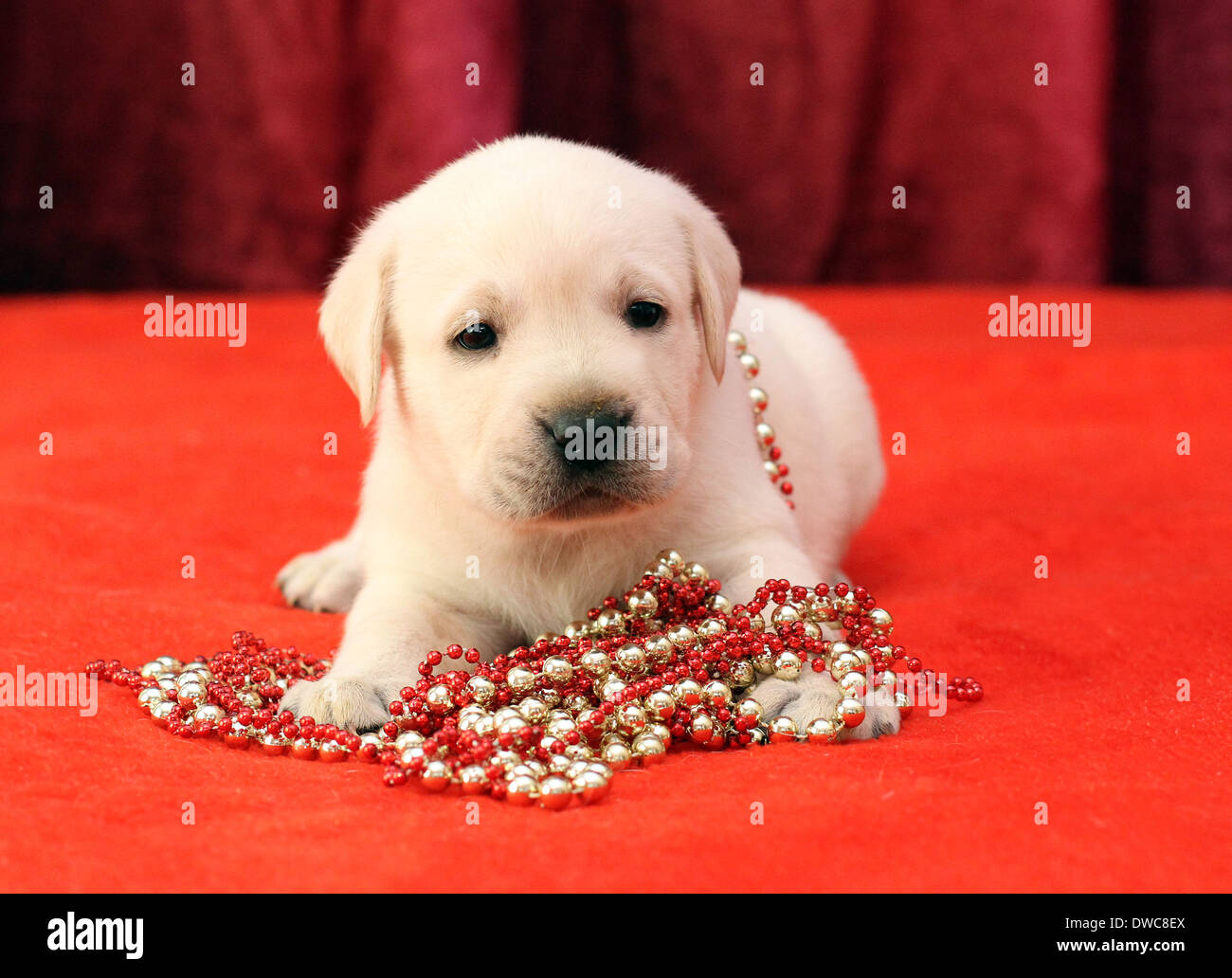 happy yellow labrador puppy laying on red background with beads Stock ...