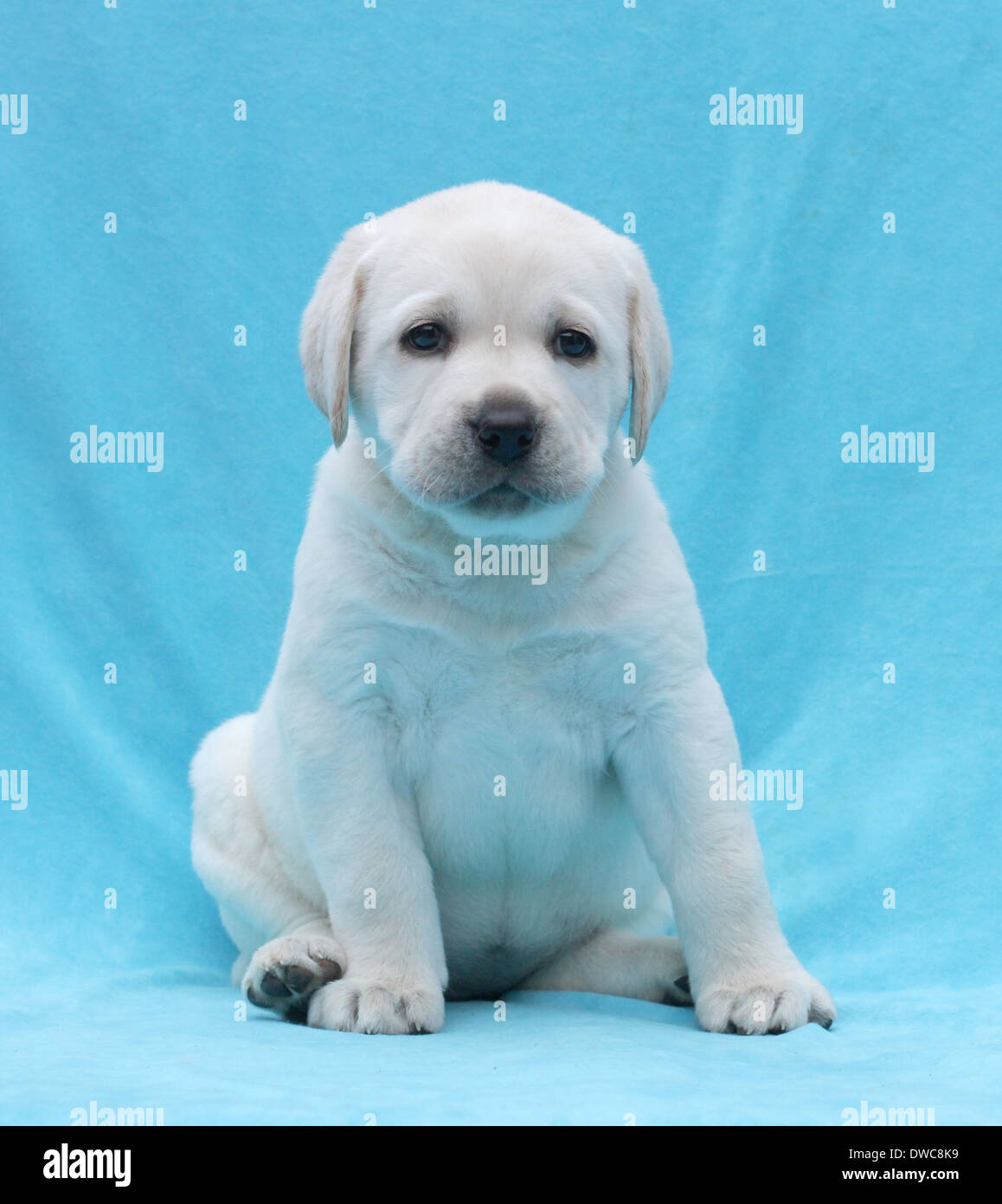 happy yellow labrador puppy laying on blue background Stock Photo - Alamy