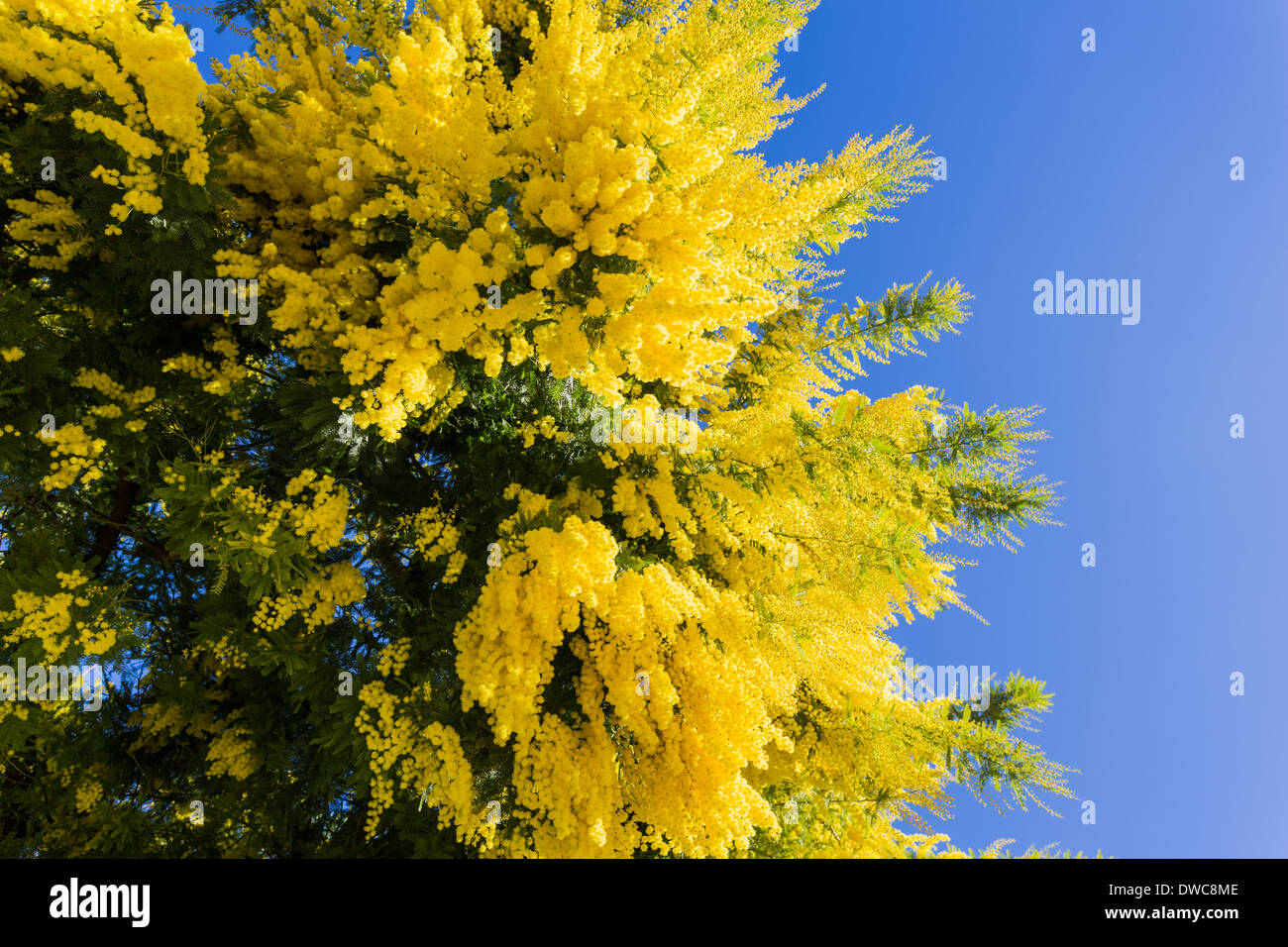 Mimosa blooming hi-res stock photography and images - Alamy