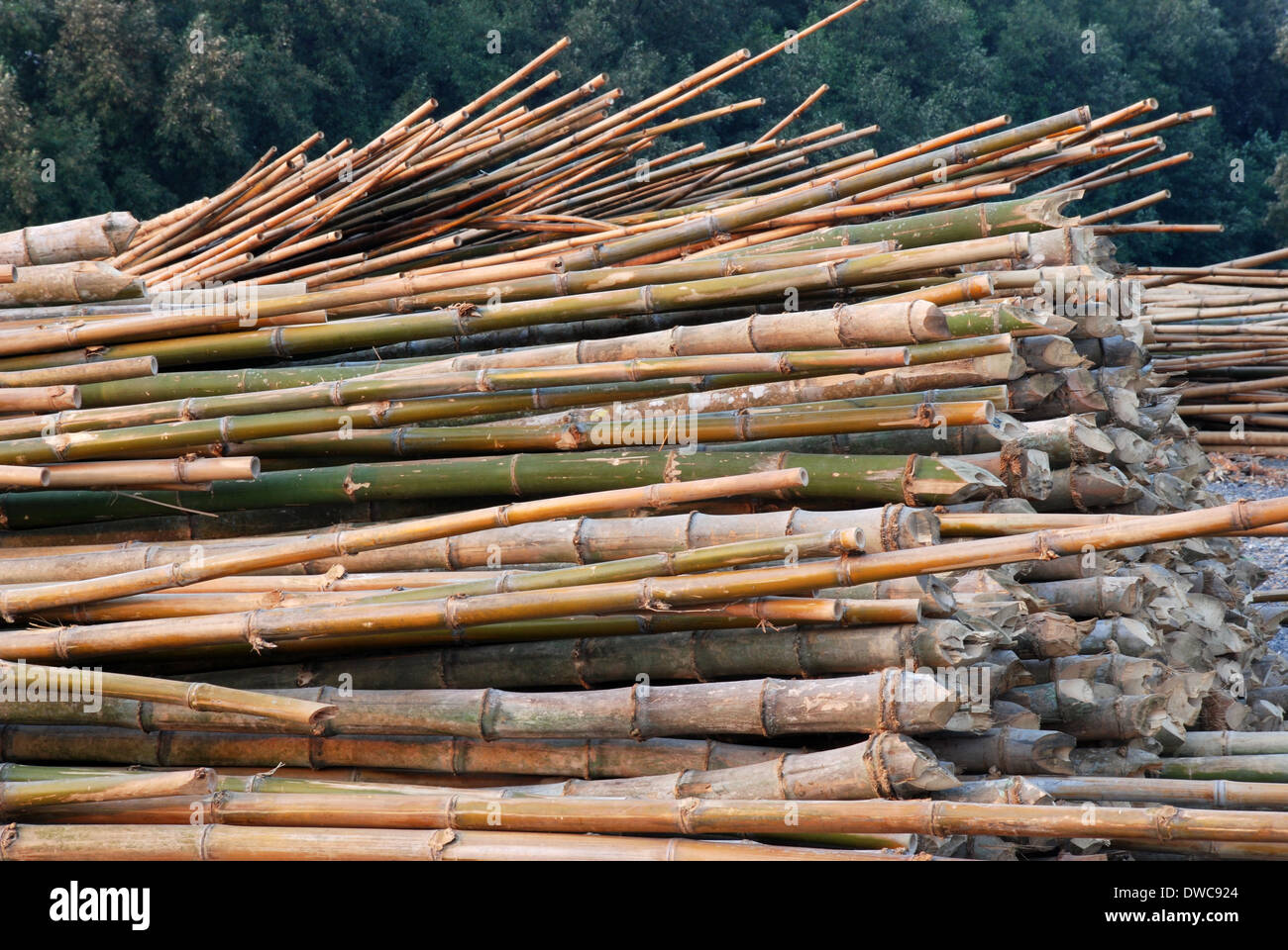 Bamboo sticks raw material for constructions of Asian Stock Photo - Alamy