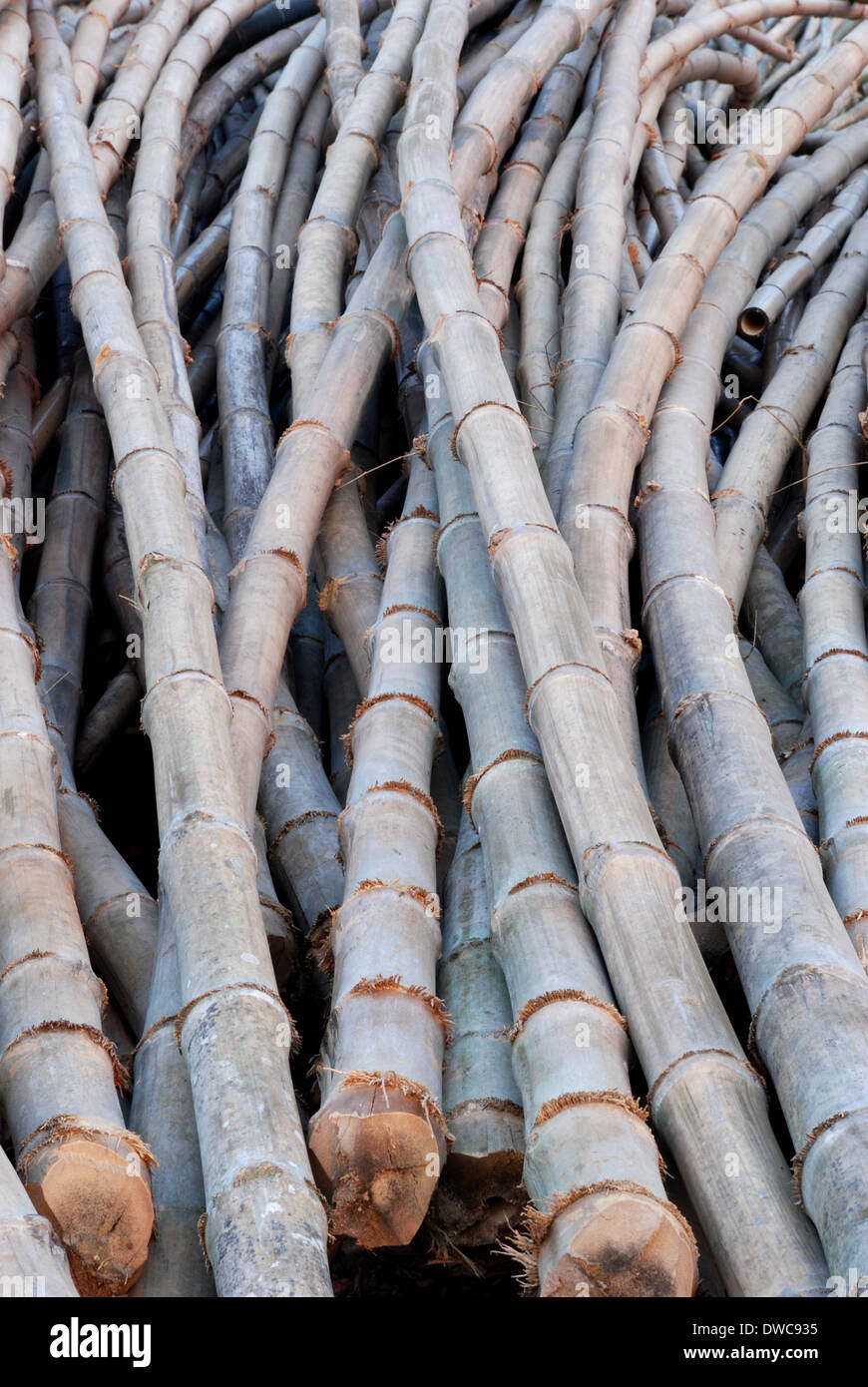 Bamboo sticks raw material for constructions of Asian Stock Photo - Alamy