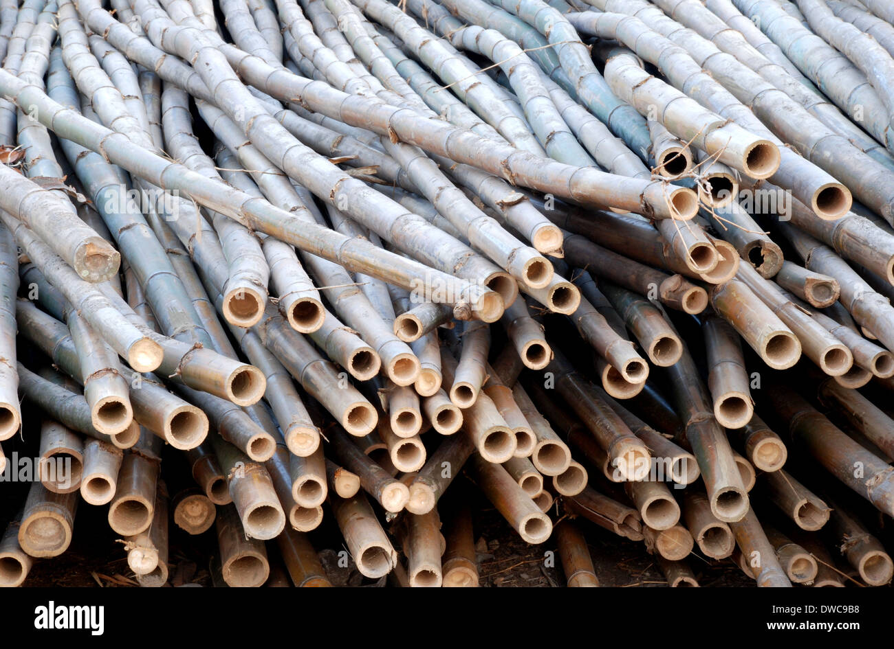 Bamboo sticks raw material for constructions of Asian Stock Photo - Alamy