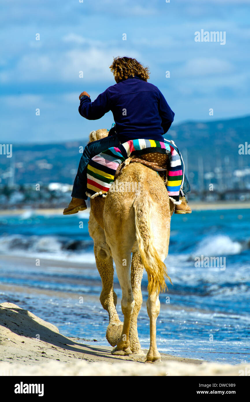 North Africa, Tunisia, Cape Bon, Hammamet. Camel for tourists on the ...