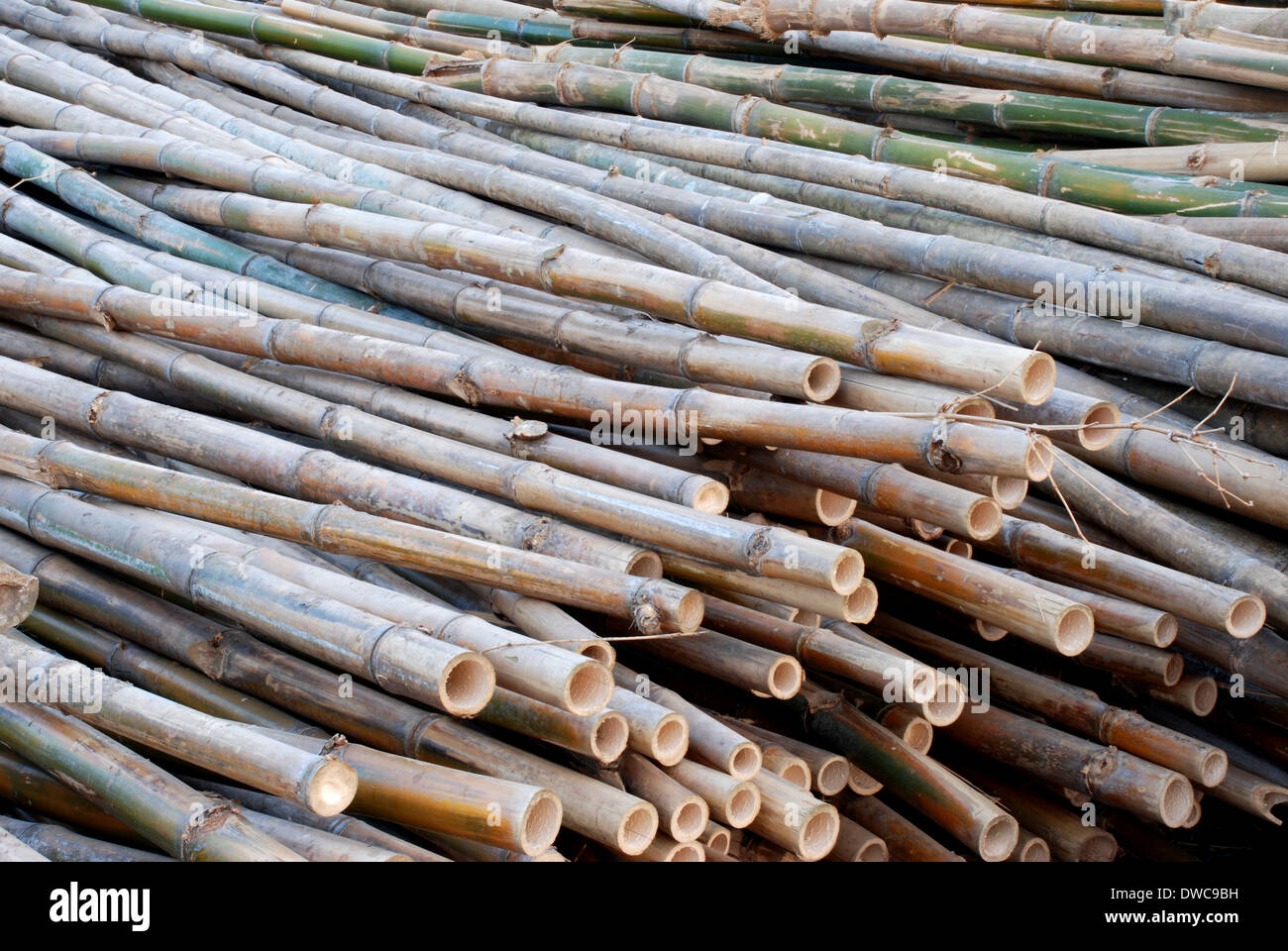 Bamboo sticks raw material for constructions of Asian Stock Photo - Alamy