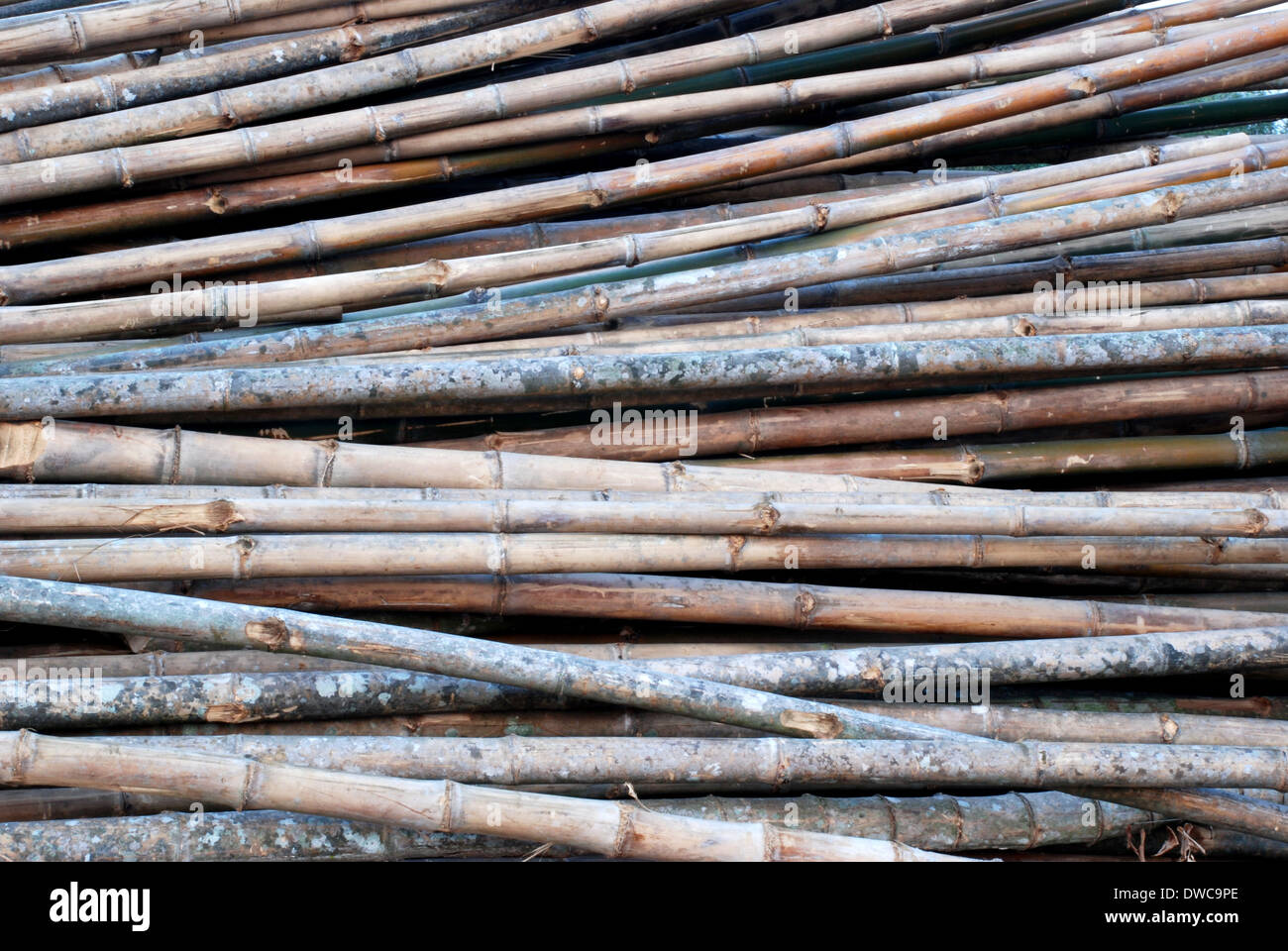 Bamboo sticks raw material for constructions of Asian Stock Photo - Alamy