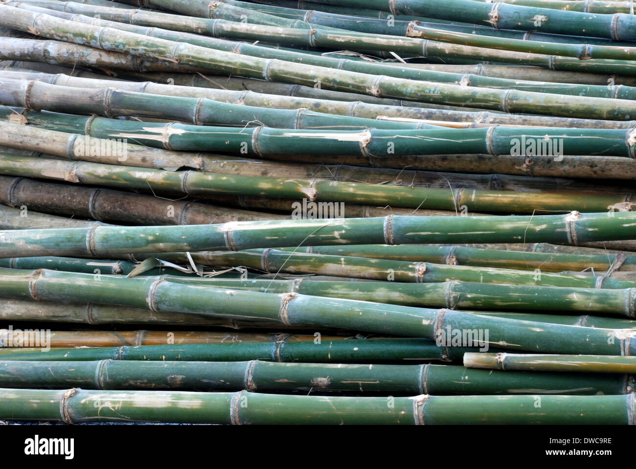 Bamboo sticks raw material for constructions of Asian Stock Photo - Alamy