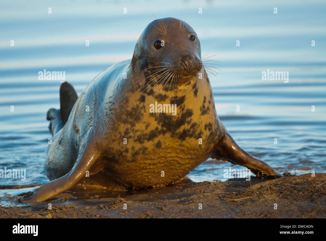 Adult female grey seal emerging from water, Donna Nook, Lincolnshire ...
