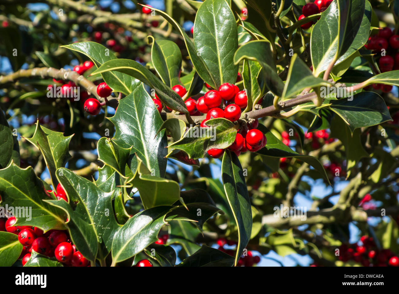 Holly berries tree hi-res stock photography and images - Alamy