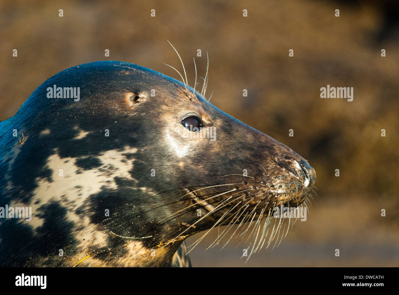 Female grey seal hi-res stock photography and images - Alamy