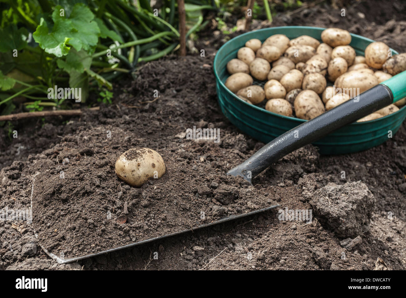 Digging potatoes over soil hi-res stock photography and images - Alamy