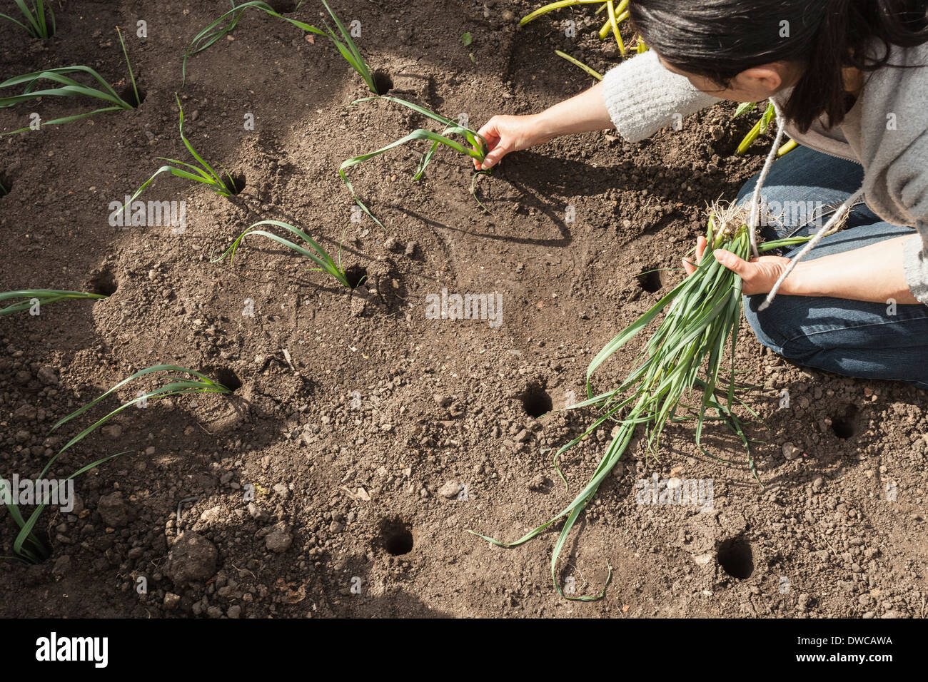 Planting onions hi-res stock photography and images - Alamy
