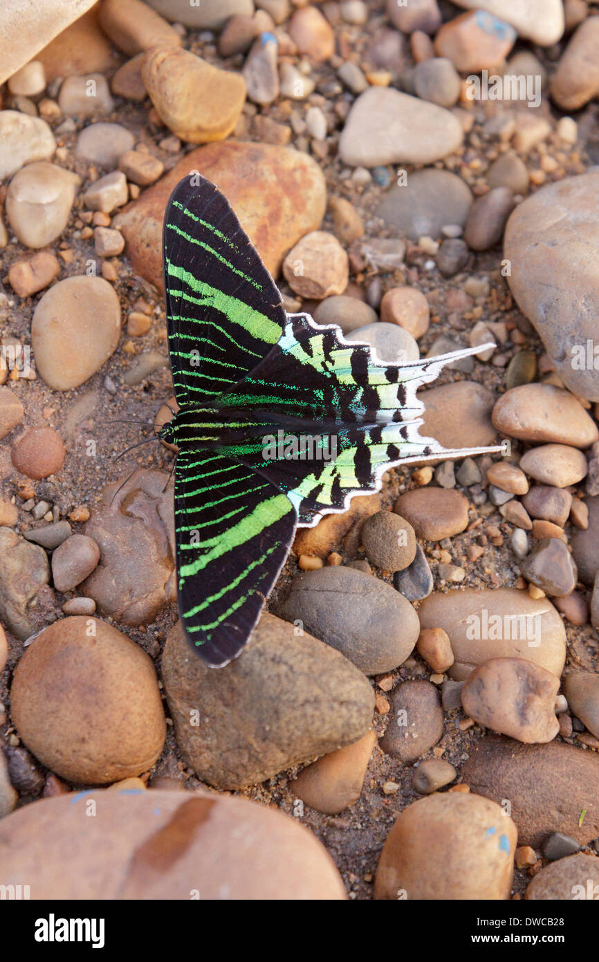swallow-tailed moth at Tambopata National Reserve, Peru, Amazon Area ...