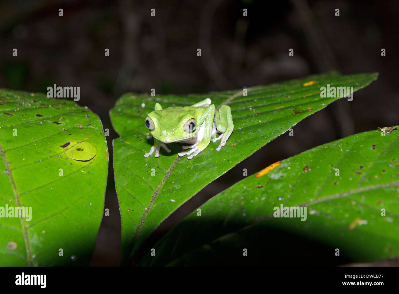 Frog amazon peru hi-res stock photography and images - Alamy
