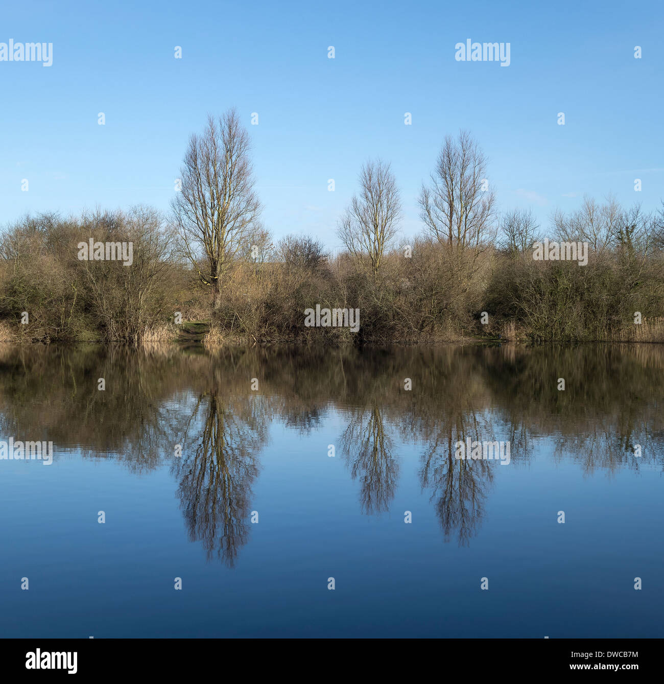 Three tree reflection Stock Photo - Alamy