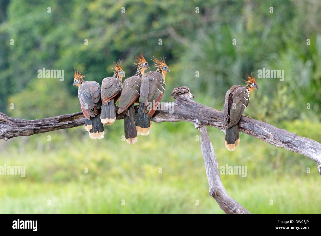 hoatzins, Tambopata National Reserve, Peru, Amazon Area, South America ...