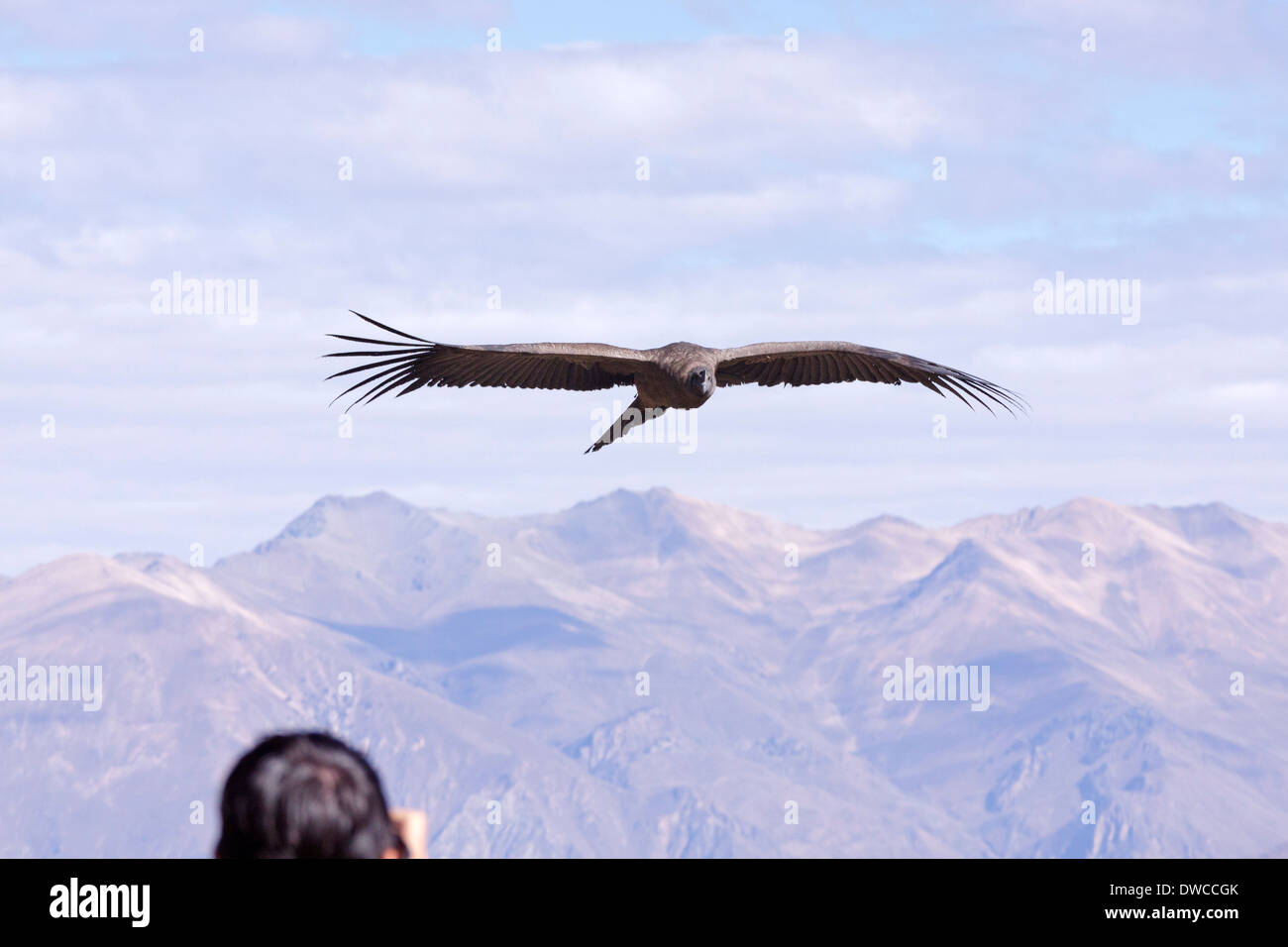 flying condor, Colca Canyon, Peru, South America Stock Photo - Alamy
