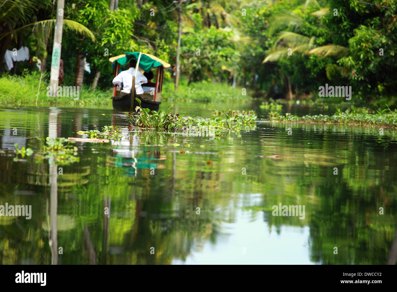 Palm tree tropical forest in backwater of Kochin, Kerala, India Stock ...