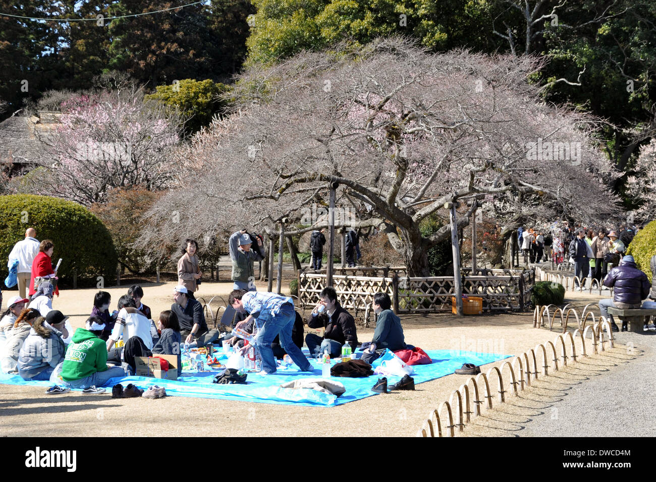 Japanese hanami High Resolution Stock Photography and Images - Alamy
