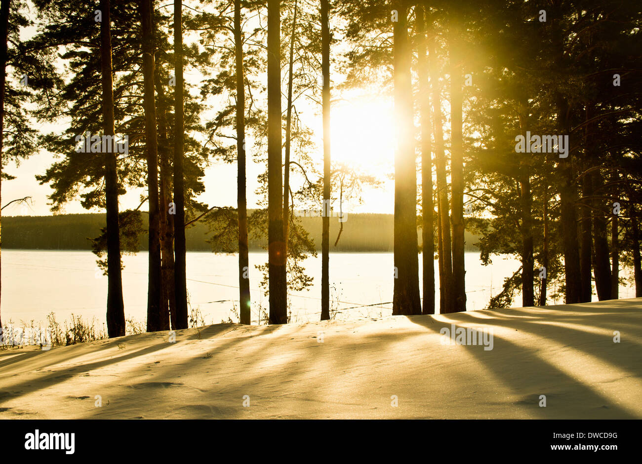 Trees in sunlight Stock Photo - Alamy