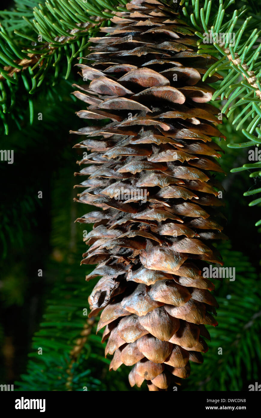 Cone needles tree trees nature hi-res stock photography and images - Alamy