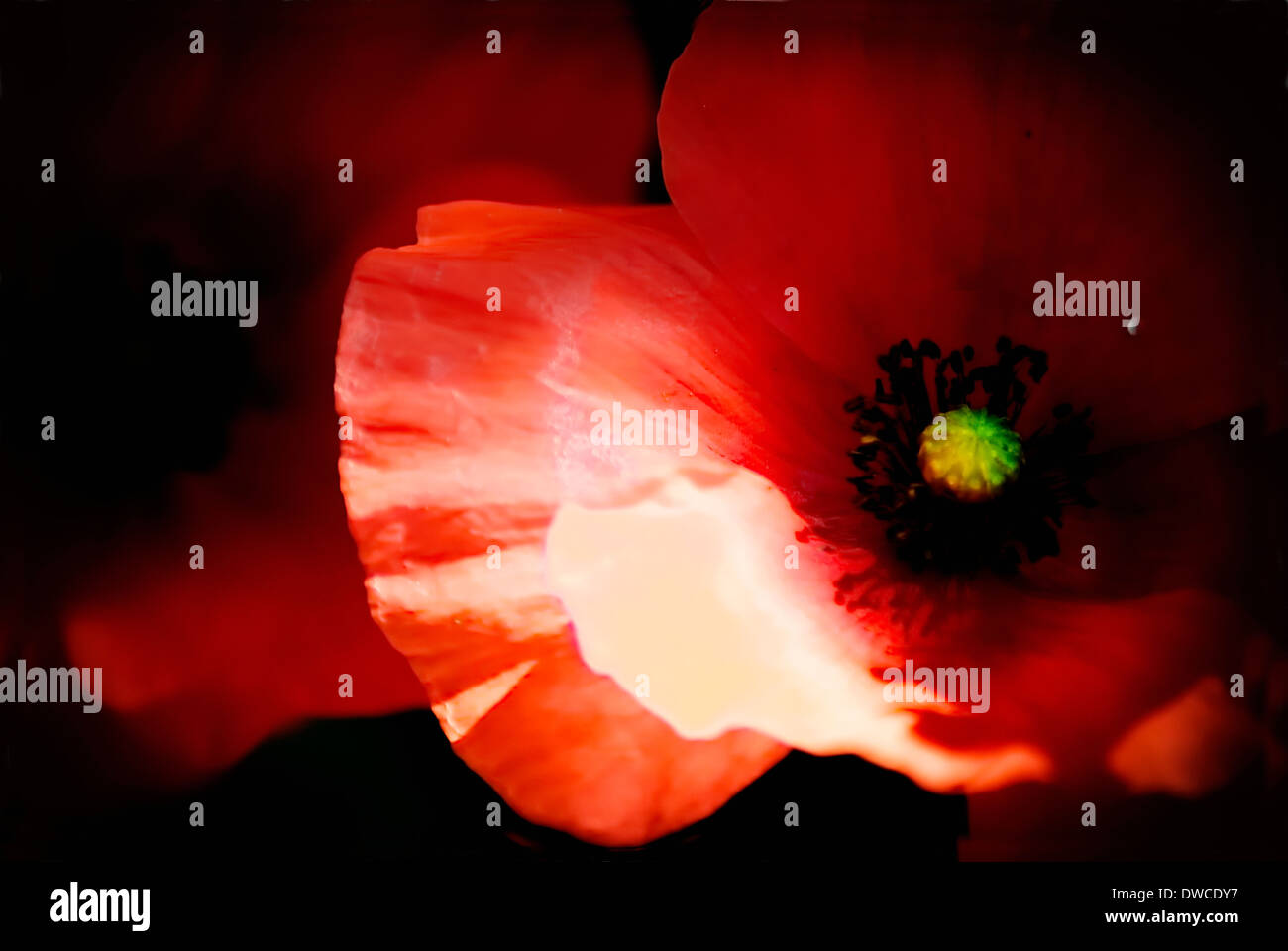 Group of poppies Stock Photo - Alamy