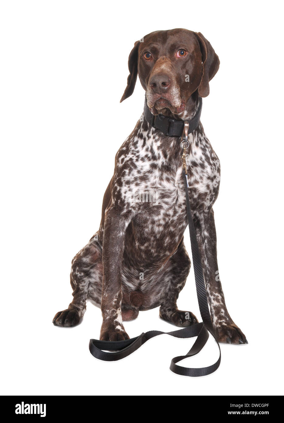 Hi-key studio images of Pedigree setter Dog with lead Stock Photo - Alamy