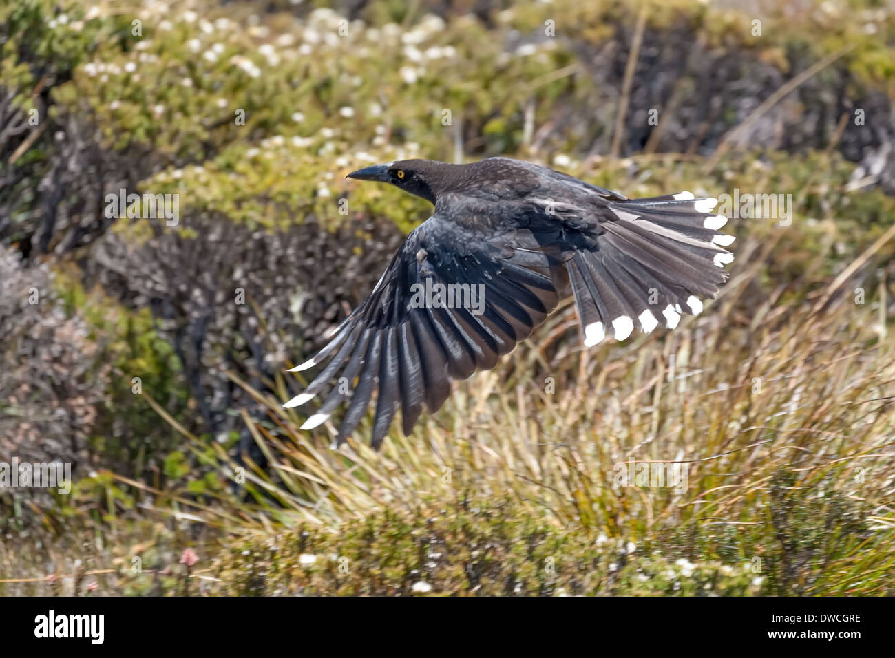 Black currawong, Strepera fuliginosa, also known locally as the black ...