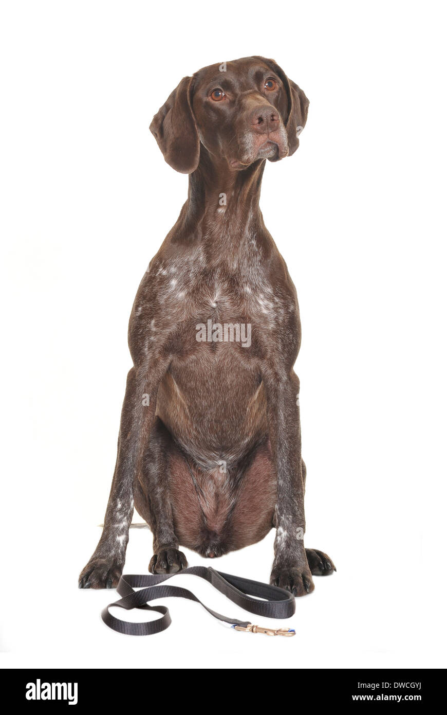 Pedigree Setter with lead Stock Photo - Alamy