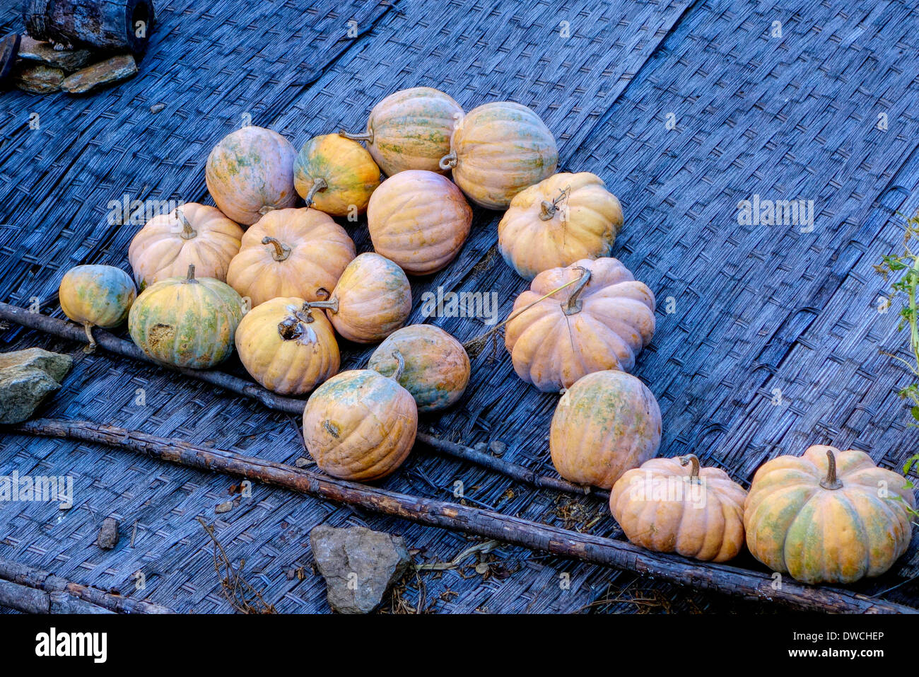 Squash curing on the roof of a house in the Manaslu region of Nepal ...