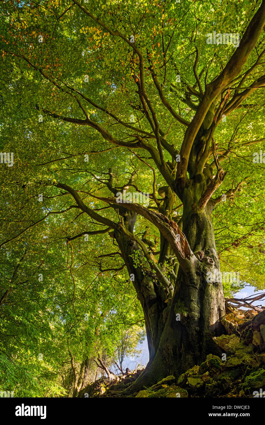 Ancient beech tree at Workmans Wood, Sheepscombe, Gloucestershire Stock ...