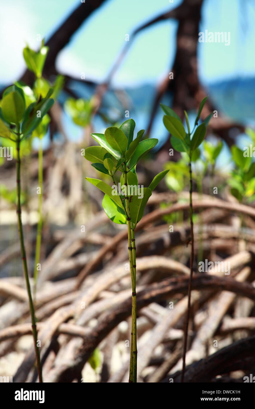 Mangrove tree in Havelock Island in Andamans, India Stock Photo - Alamy